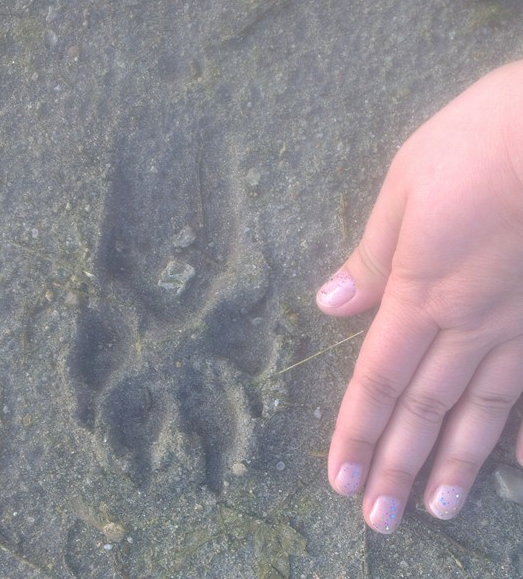 Wolf Management using Livestock Guardian Dog (LGD)