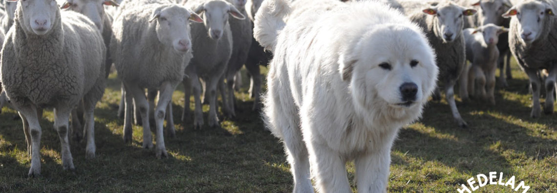 Hedelam - Danmarks bedste lammekød Direkte fra den Sønderjyske hede